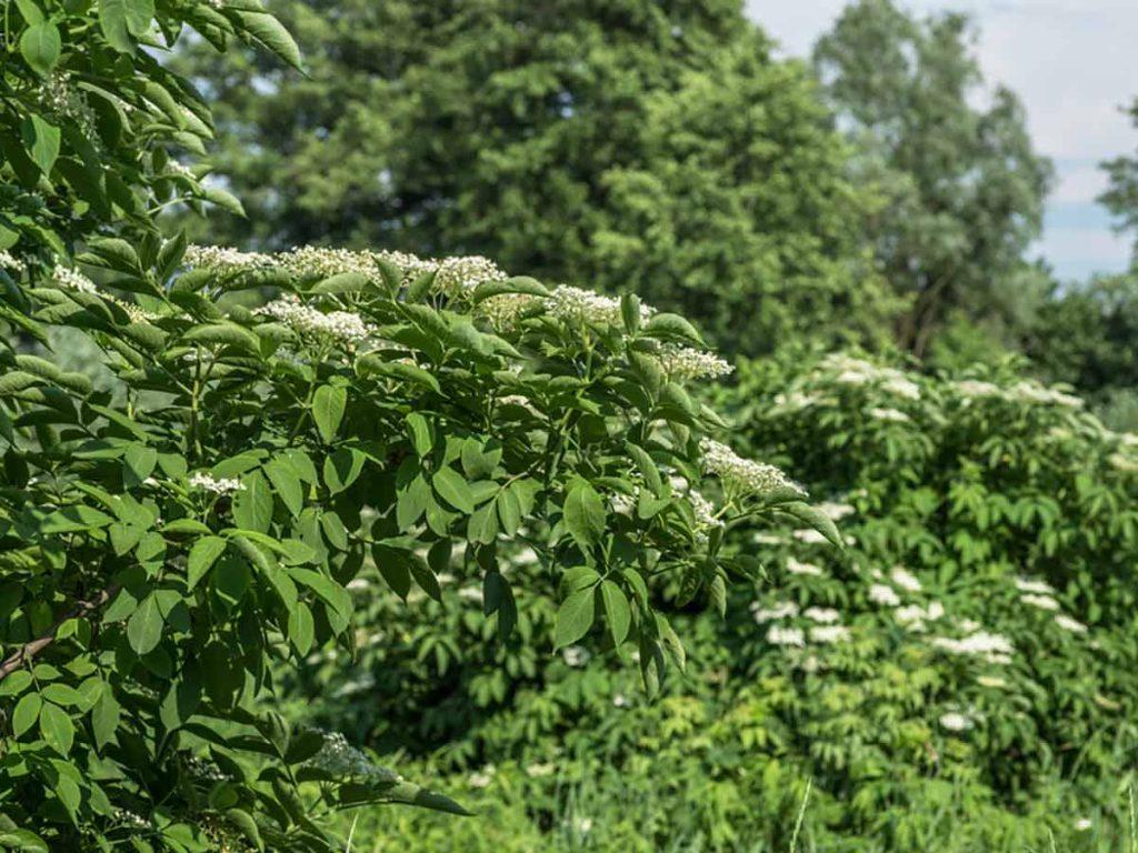 Holunder: Standort, Pflege, schneiden und Beeren ernten
