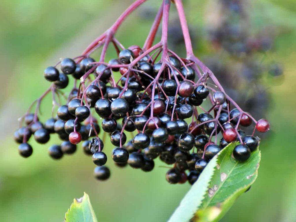 Holunder: Standort, Pflege, schneiden und Beeren ernten
