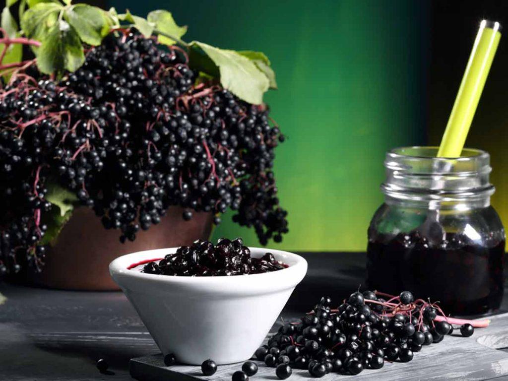 Holunder: Standort, Pflege, schneiden und Beeren ernten