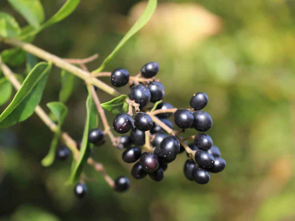 Liguster: Steckbreif, Hecke pflanzen und schneiden, Pflege