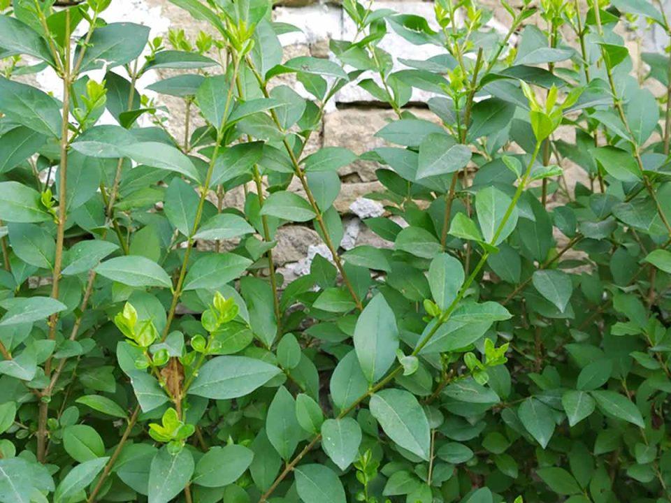 Liguster: Steckbreif, Hecke pflanzen und schneiden, Pflege