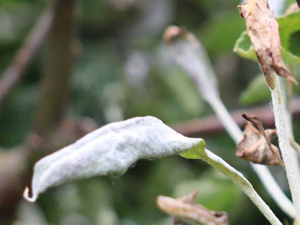 Mehltau bekämpfen: Hausmittel, Entstehung und Schädlichkeit